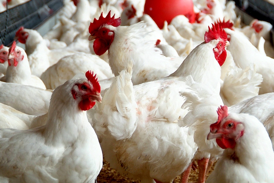 Elaboration d’un fichier national des aviculteurs pour organiser la ...