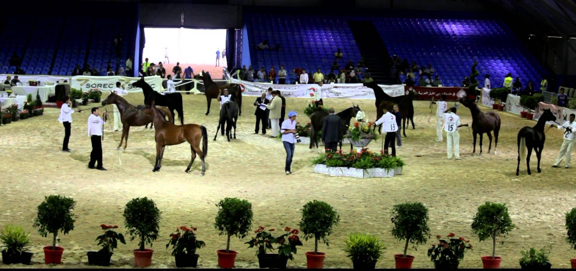 Tiaret : coup denvoi du 9ème salon national du cheval | Radio Algérienne