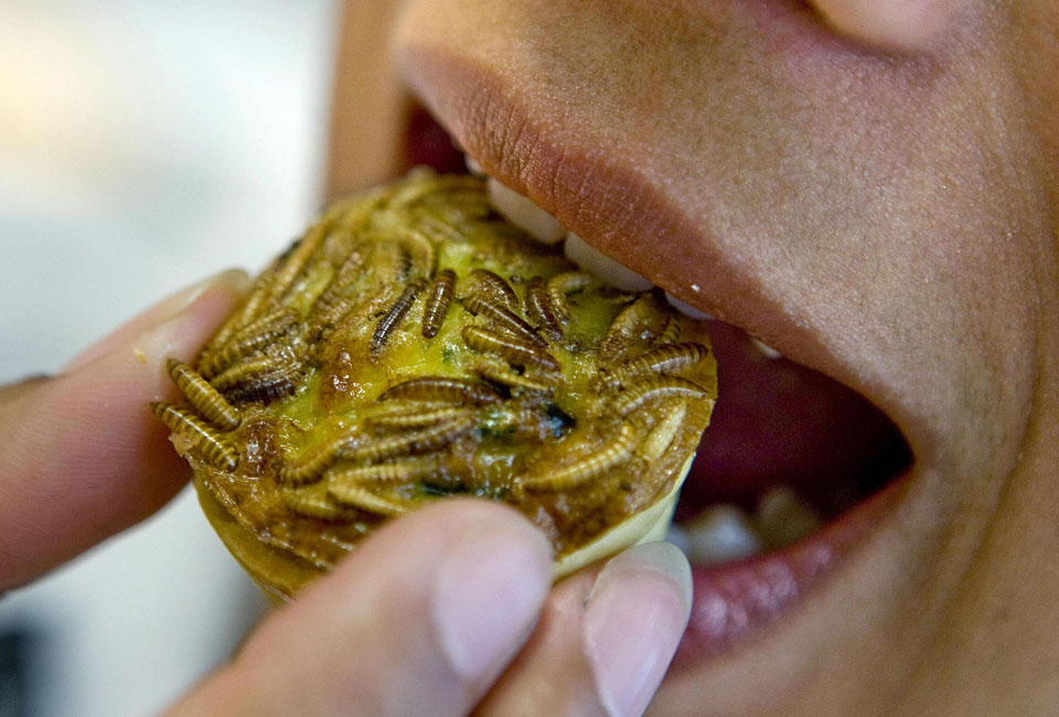 La FAO pour un nouveau mode nutritionnel : les insectes, une viande ...