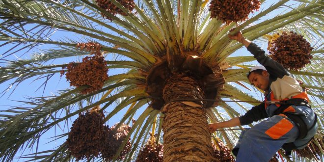 Un conseil intersectoriel installé à Biskra : les dattes en quête de ...