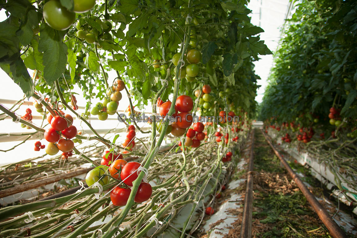 Extension de 20% de la surface dédiée à la culture de la tomate sous ...